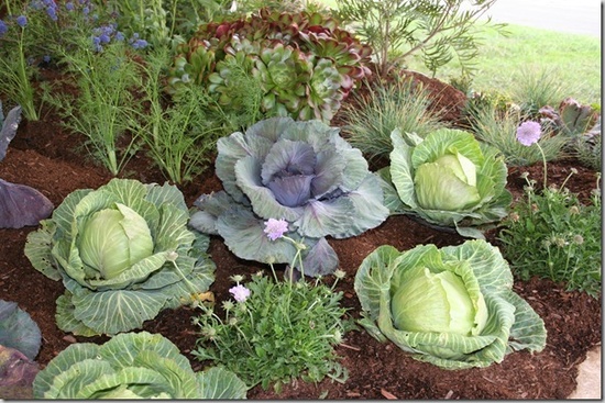 Cabbage Patch – Typewriter Moon